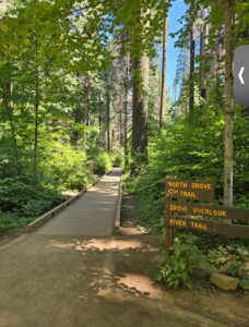 Calaveras Big Trees State Park where the giant sequoias were discovered