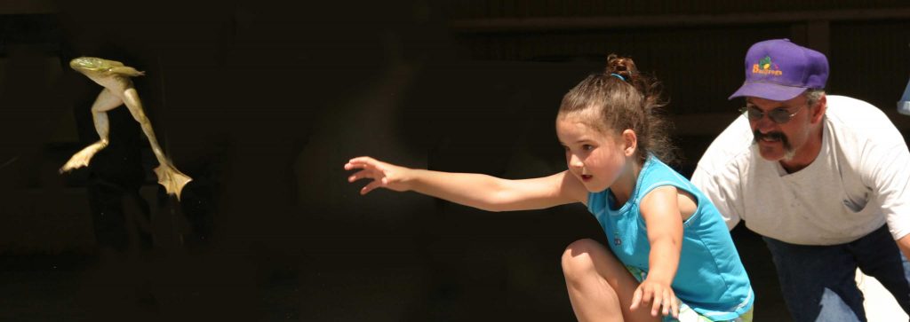 Calaveras County Fair & Jumping Frog Jubilee (aka Frog Jump ...