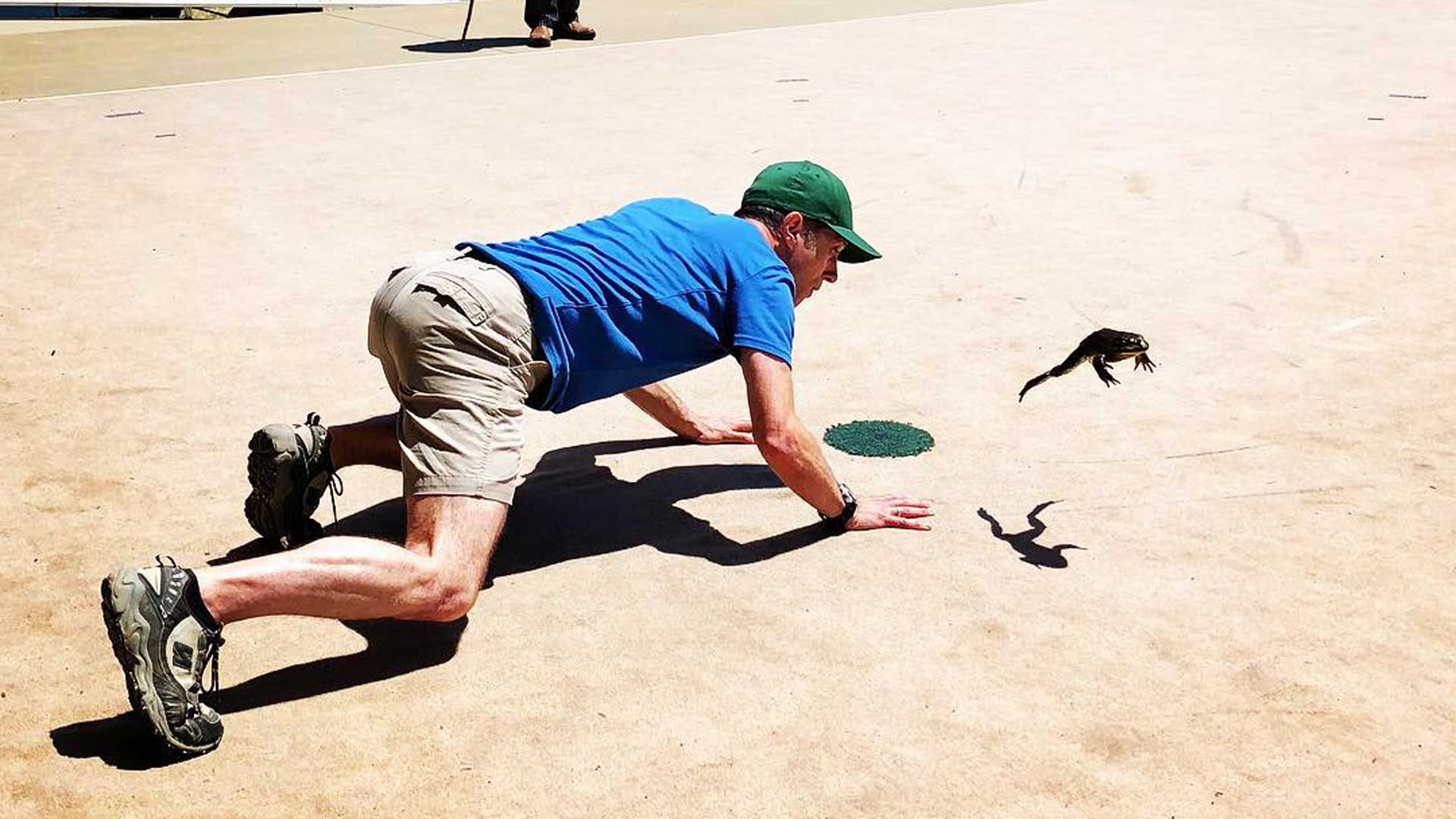 How Do They Jump So Far? - Calaveras Frog Jump Secrets Revealed